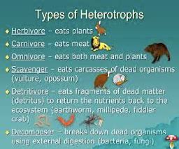 Bio Midterm Flashcards Quizlet