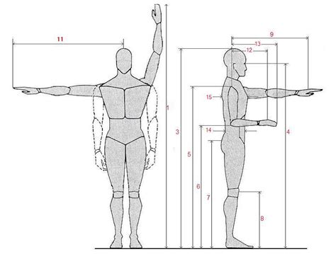 A Antropometria Trata Das Medidas Do Corpo Humano