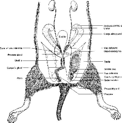Digestive System Of A Rat Storyquipo