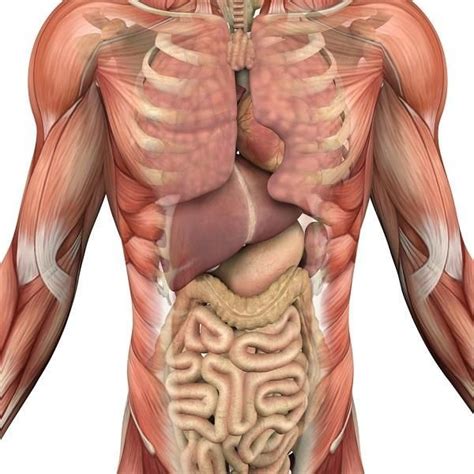 Corpo Umano Organi Del Lato Sinistro Con FOTO Anatomie Und