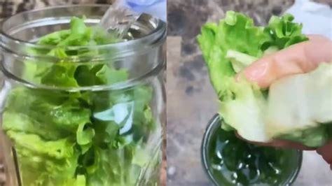 Consigli Per Conservare Le Insalate Nel Frigorifero