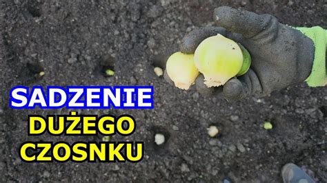 Sadz Wielki Czosnek Sadzenie Czosnku Krok Po Kroku W Czym Czosnek