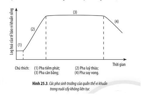 Hãy vẽ và giải thích đường cong sinh trưởng trong nuôi cấy liên tục