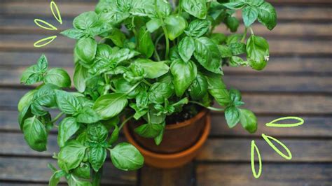 2 plantas que debes tener en casa antes del año nuevo para atraer