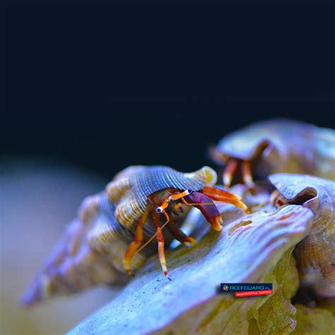 Krab Pustelnik Calcinus Tibicen w naturze możemy spotkać je głó
