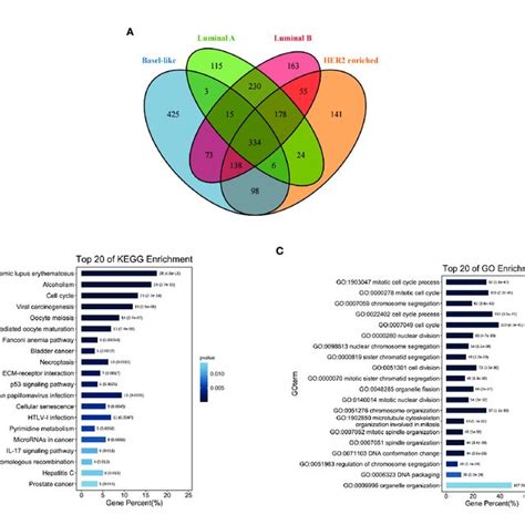 Functional Enrichment Analysis Of Differentially Expressed Genes In