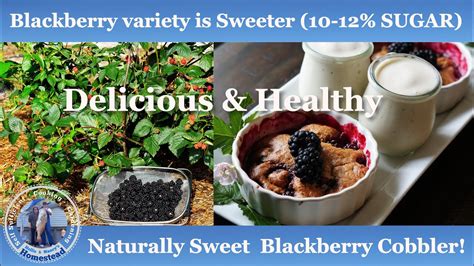 Naturally SWEET Blackberry Cobbler Recipe Blackberry Variety Is