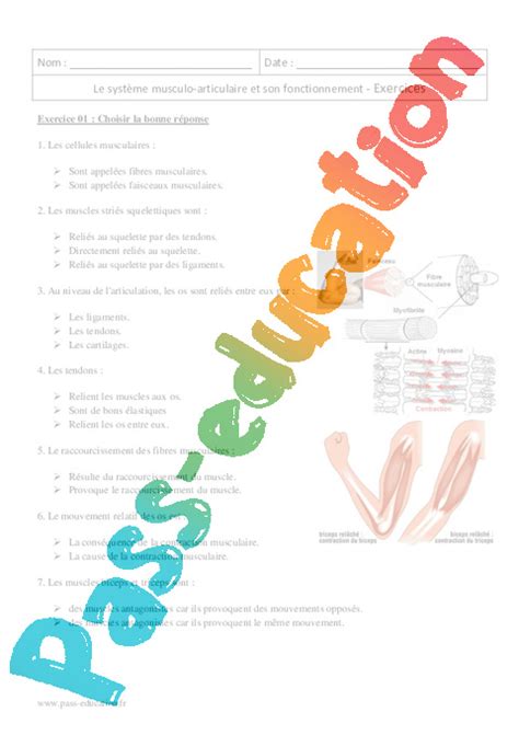 muscle squelettique exercices corrigés