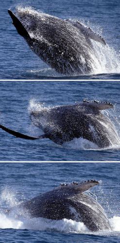 O Espet Culo Das Baleias Jubarte Em Abrolhos Ba Fotos Uol Viagem