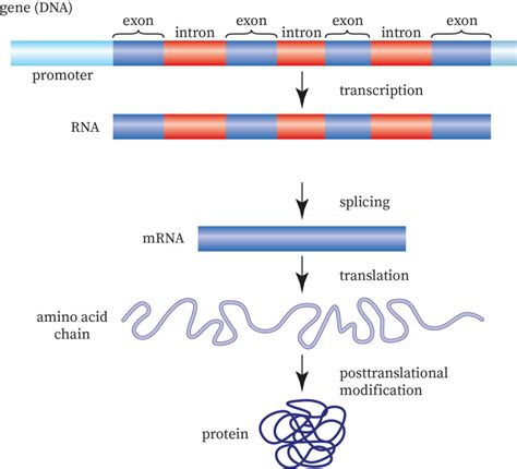 How To Explain Gene Expression