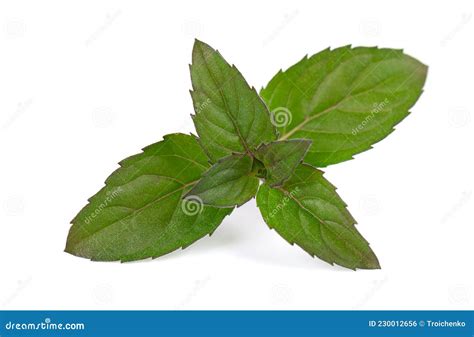 Menta De Menta Fresca Aislada En Fondo Blanco Hojas De Menta Foto De
