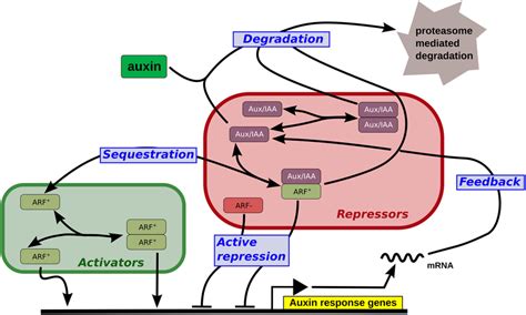 Defining Modules A Simplified Representation Of The Auxin Pathway