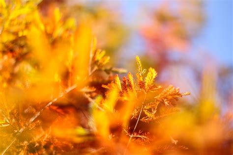 Gratis billeder træ natur Skov afdeling fotografering sollys