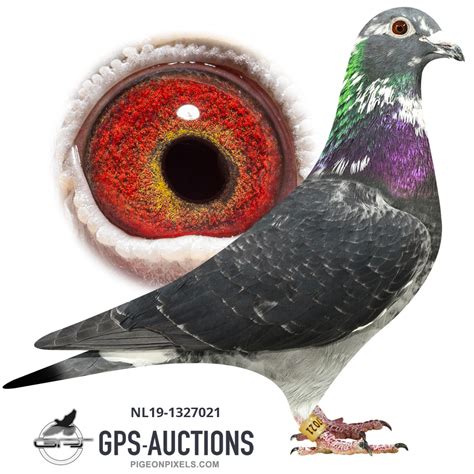 The Marathon Stars Gps Auctions