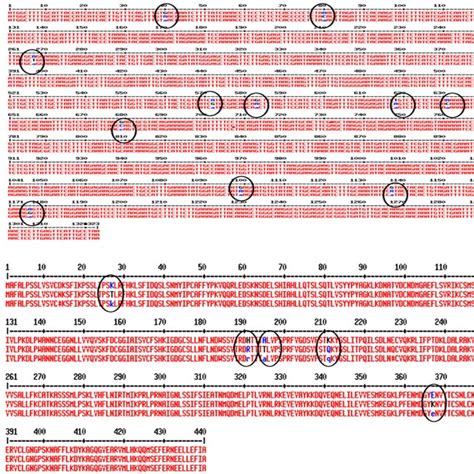 A Nucleotide Sequence Alignment And B Amino Acid Sequence Alignment Of