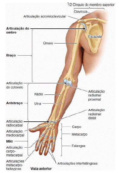 Ossos do Braço Anatomia do corpo Humano Resumos Só Escola