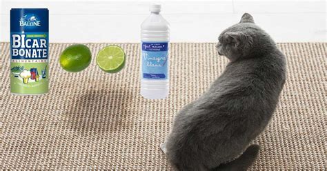 Astuces Efficaces Contre Mauvaise Odeur Urine Chat