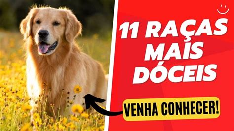 Top 11 Raças de cães mais dóceis YouTube