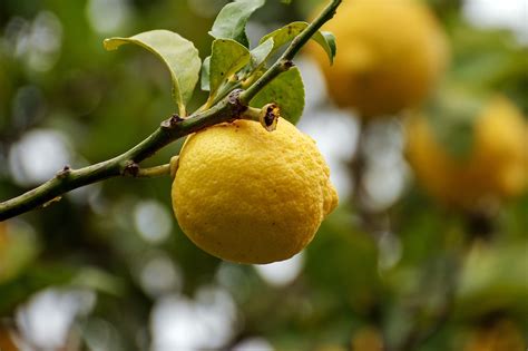 Come E Quando Potare I Limoni In Vaso