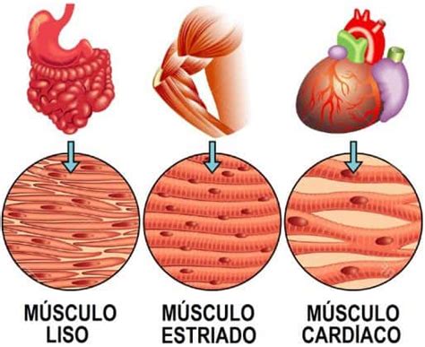 Tipos de músculos del cuerpo humano1 Guía práctica