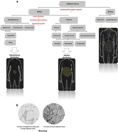 The Main Depots Of Human Adipose Tissue At Types According To Their Download Scientific