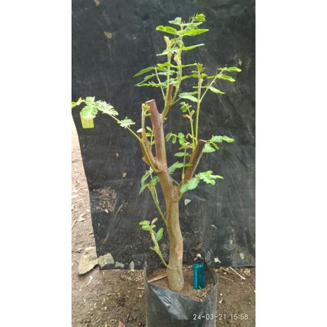 Jual Bahan Bonsai Putri Malu Jumbo Shopee Indonesia