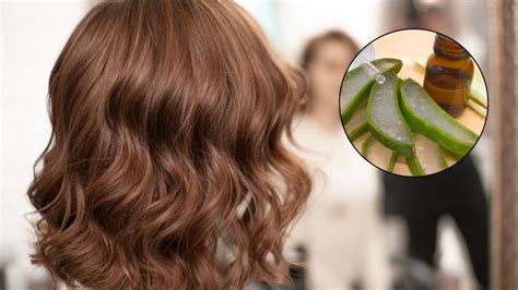 3 formas de usar sábila en el cabello hidrata suaviza y funciona como