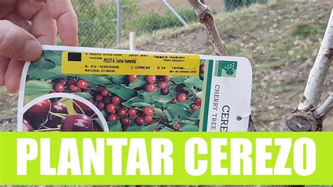 Como PLANTAR Un CEREZO En 7 Minutos APRENDE A PLANTAR FRUTAL De Forma