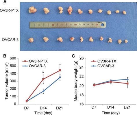 Tumor Growth In Nude Mice Mice Were Implanted With Either OVCAR 3