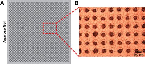 Figure S1 Schematic Of A Microwell Array Platform For MDA MB 231