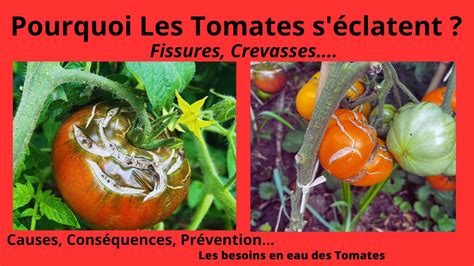 Pourquoi mes Tomates s éclatent au Potager Fissures Crevasses
