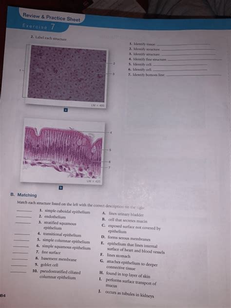 Exercise 7 Review Practice Sheet Epithelial Tissue 34 Pages Solution