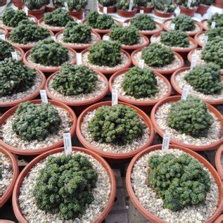 Euphorbia Enopla Cristata Uhlig Kakteen More Than 5 000 Different