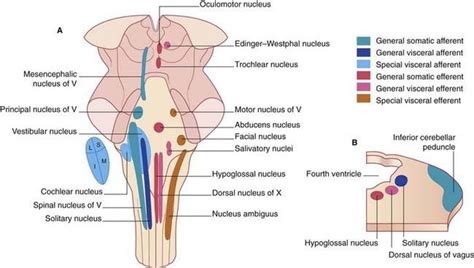Head And Neck Nerves Cranial Nuclei In Brain Stem Artofit