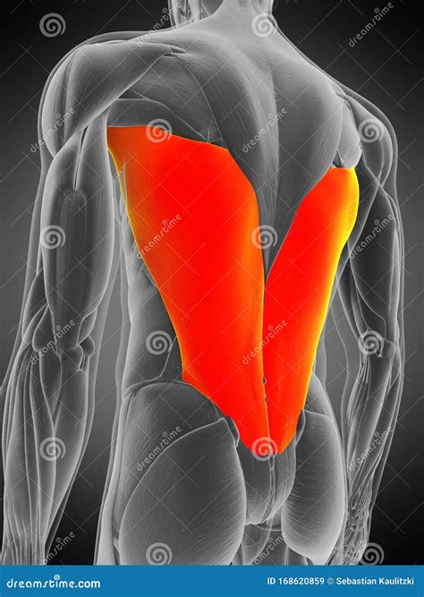 3D Illustration Of Latissimus Dorsi Part Of Muscle Anatomy Royalty