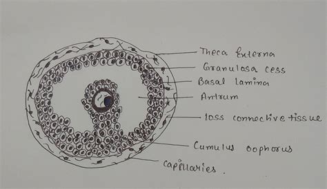 Draw A Labeled Diagram Of A Graafian Follicle Images And Photos Finder