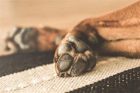Mon Chien Boite Causes Diagnostic Et Traitements Toutoupourlechien