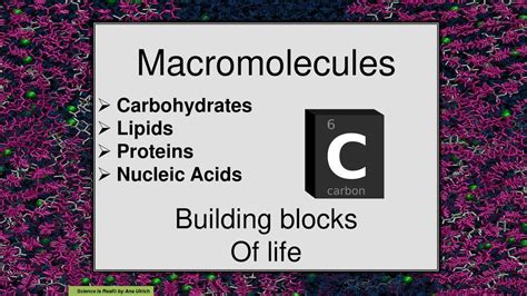 Macromolecules Building Blocks Of Life Carbohydrates Lipids Proteins
