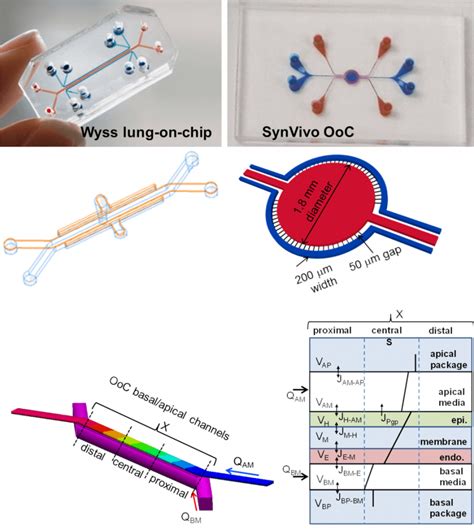 Organs On Chip MedicalAvatars