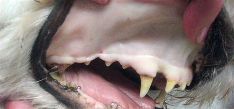 Anemia La Caini Simptome Cauze Si Tratament Westernvet Hot Sex Picture