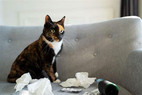 Tipos de Vómitos en Gatos y Cómo Actuar