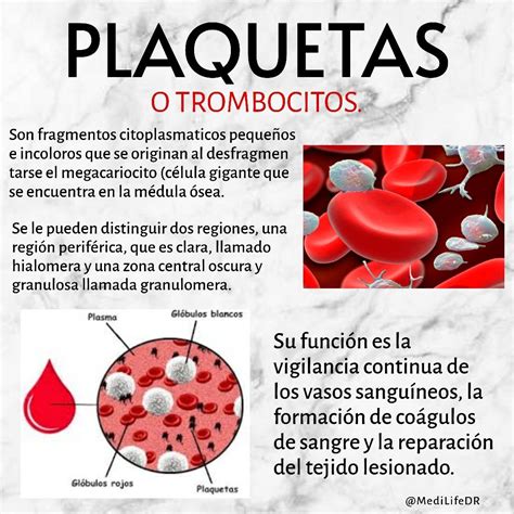 Plaquetas Tejido Sangu Neo Tejido Sanguineo Aparato Cardiovascular