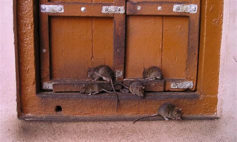 Comment Faire Fuir Les Rats On Vous Explique