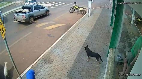Cachorro morre após ser atropelado por carro no PR imagens fortes
