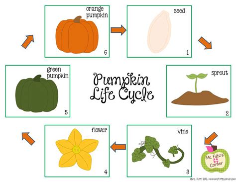 Pumpkin Life Cycle Printable