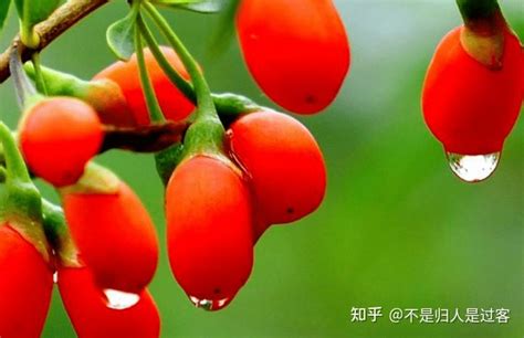 生活中常见的补肾的食物都有哪些 知乎