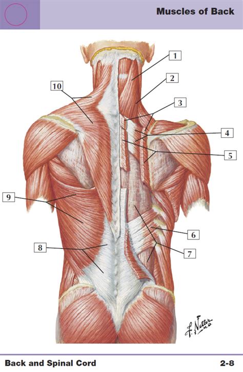 Extrinsic Muscles Of The Back Diagram Quizlet