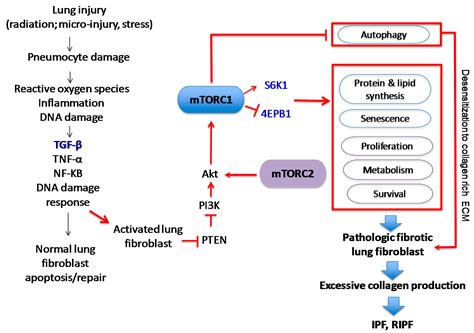 IJMS Free Full Text The Role Of The Mammalian Target Of Rapamycin