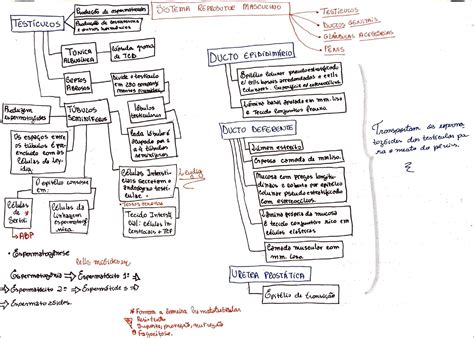 Mapas Mentais Sobre SISTEMA REPRODUTOR MASCULINO Study Maps