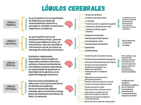 Neuropsicología Corteza Cerebral y complejidad humana Lóbulos